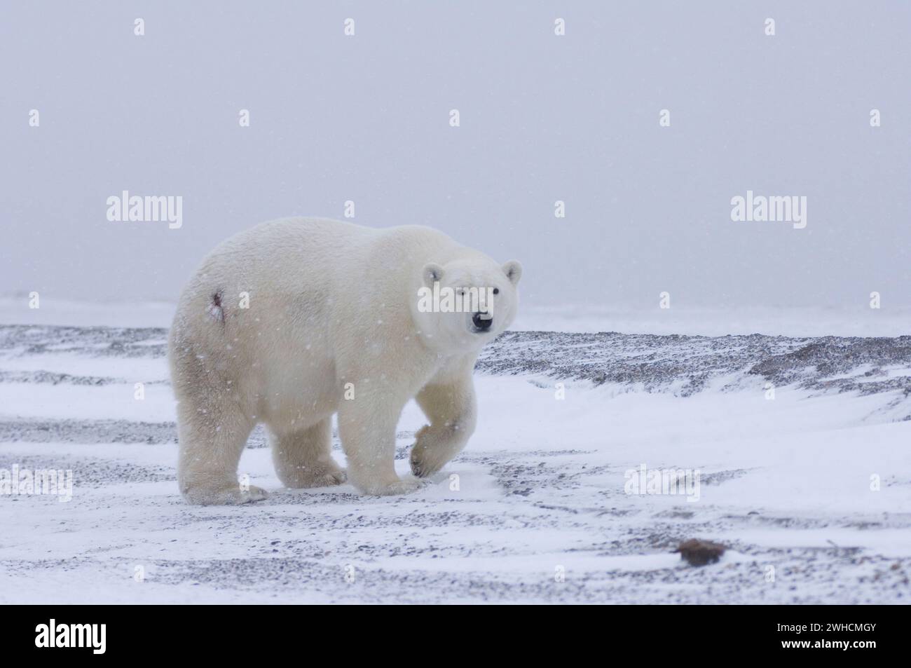 polar bear, Ursus maritimus Boar neck thicker then head on a barrier ...