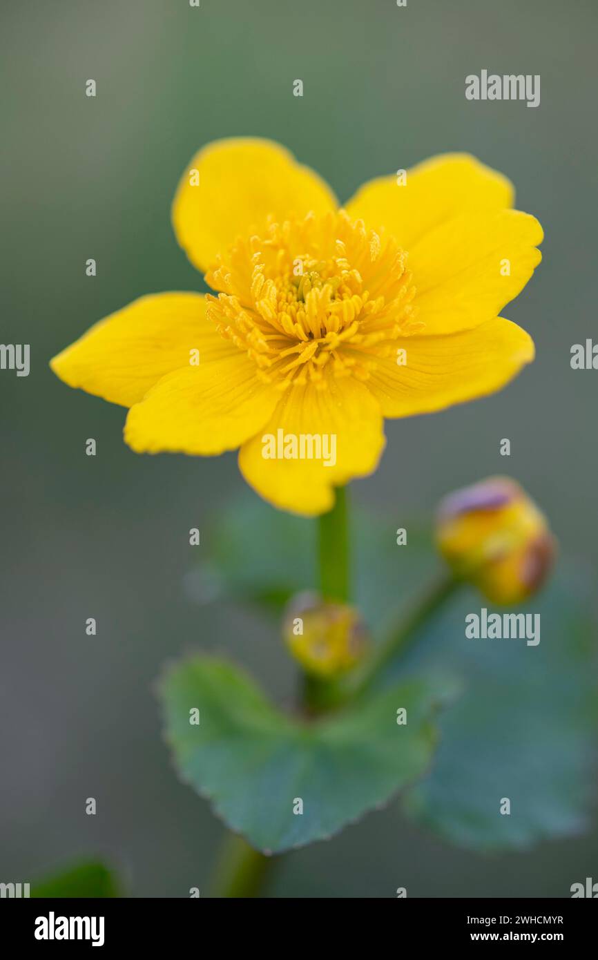 Blooming marsh marigold (Caltha palustris) in a wet meadow, Lake ...