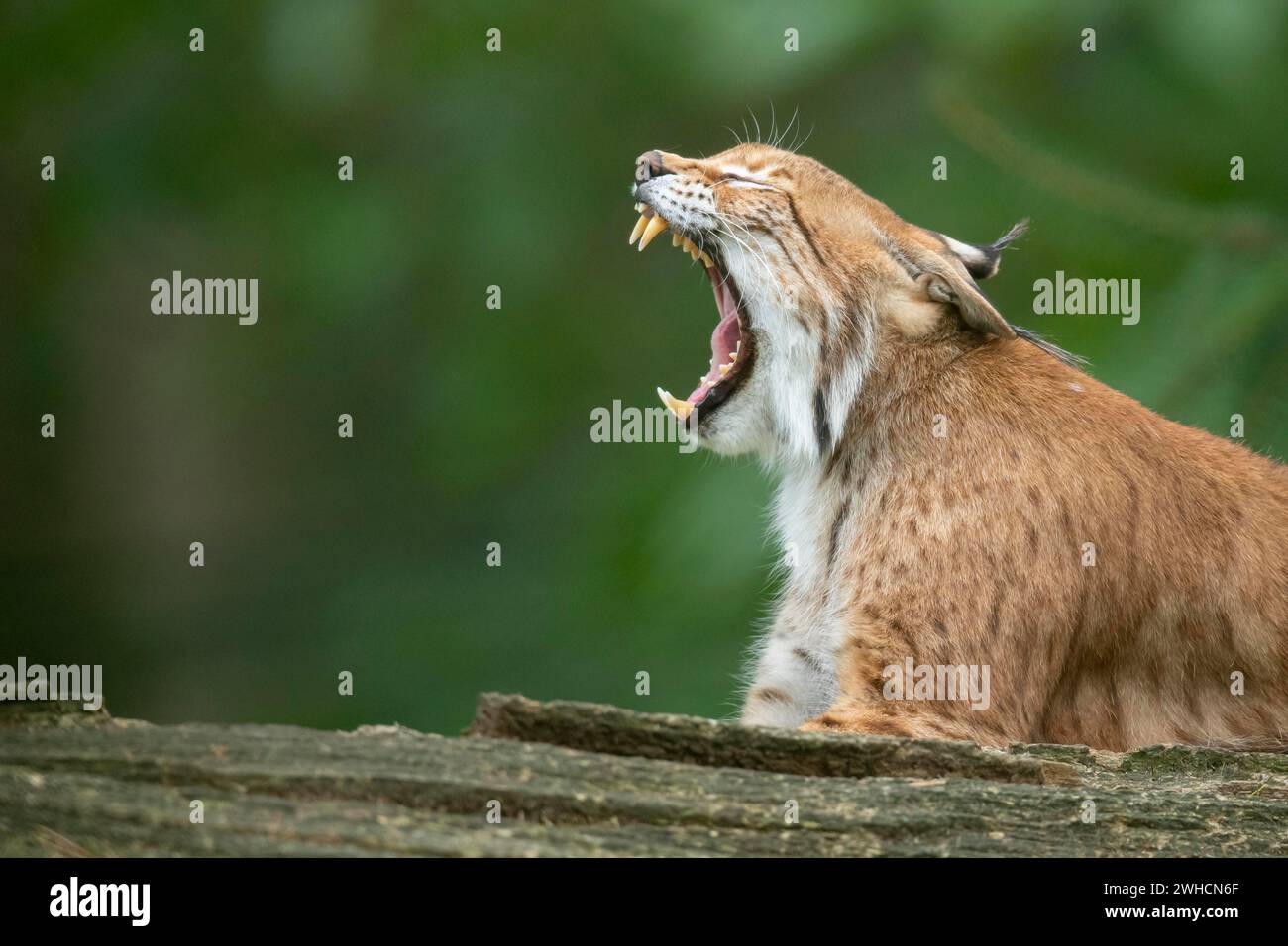 Open mouth and teeth hi-res stock photography and images - Alamy