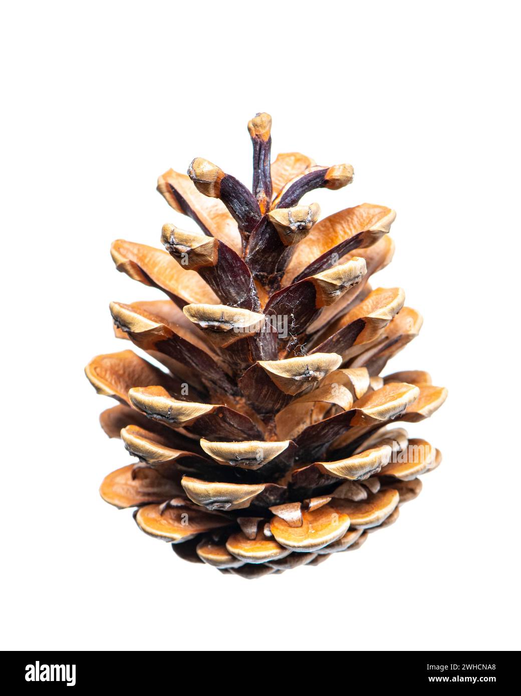 Europe fir Cut Out Stock Images & Pictures - Alamy