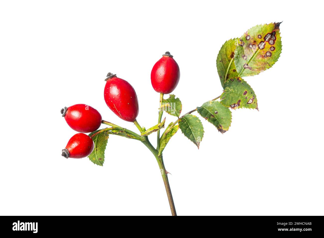 Rose hip (Rosa canina), hedge, woody plant, shrub, free-standing plant ...