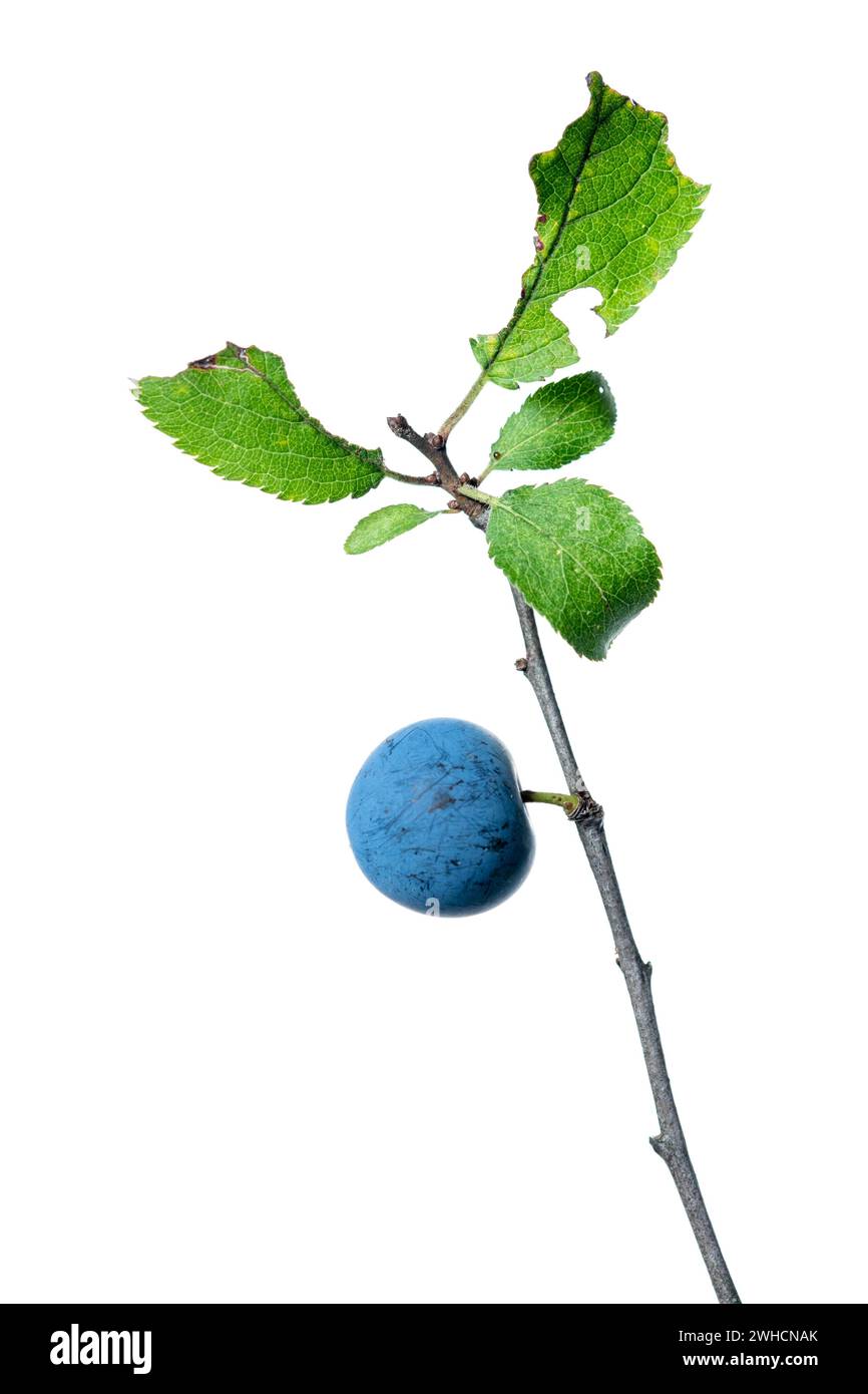 Blackthorn (Prunus spinosa), hedge, shrub, free-standing plant, Vechta ...