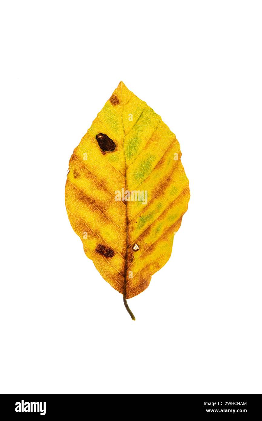 Autumn-coloured leaf of a beech (Fagus sylvatica), copper beech, tree ...