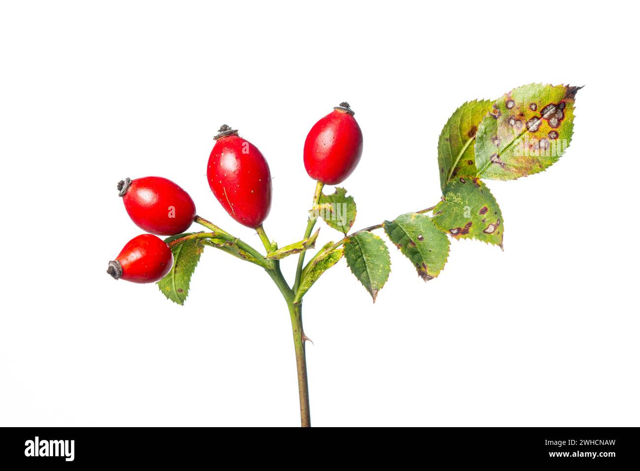 Rose hip (Rosa canina), hedge, woody plant, shrub, free-standing plant ...