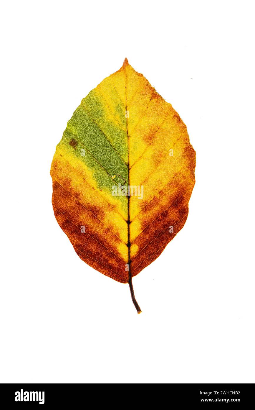 Autumn-coloured leaf of a beech (Fagus sylvatica), copper beech, tree ...