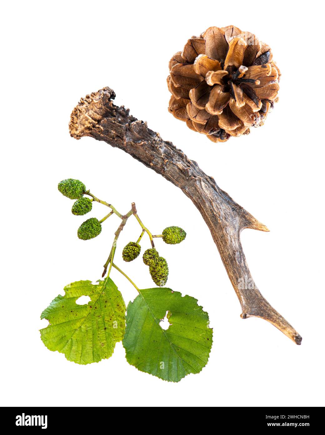 Horns of a deer, pine cone and leaf of an alder (Alnus), tree, free ...