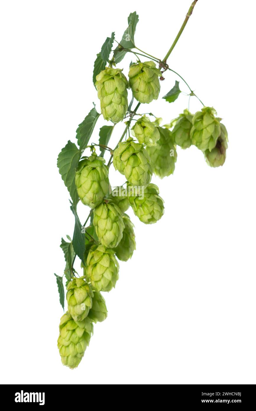 Common hop (Humulus), hedge, shrub, free-standing plant, Vechta, Lower ...
