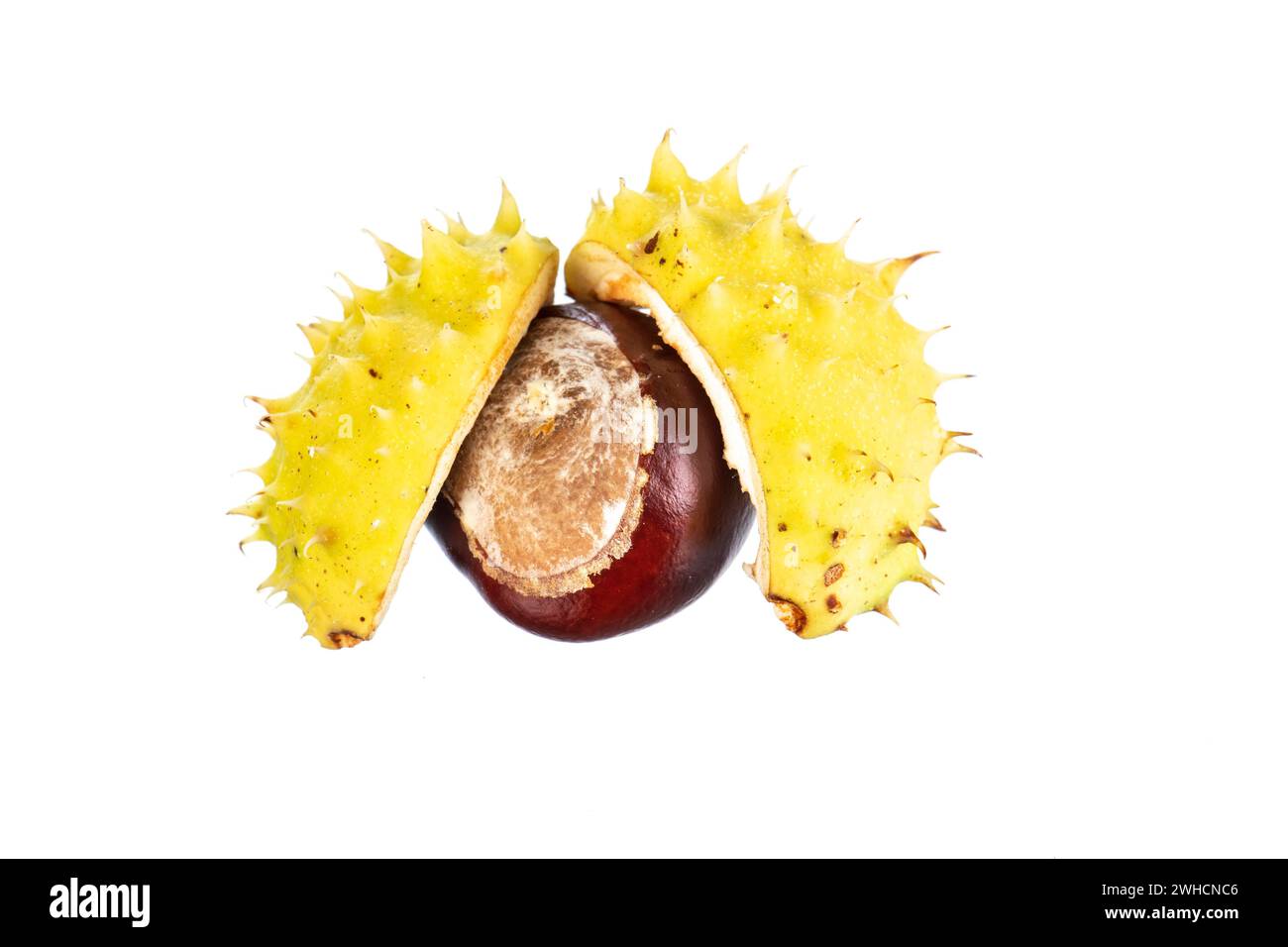 Chestnut trees castanea tree Cut Out Stock Images & Pictures - Alamy