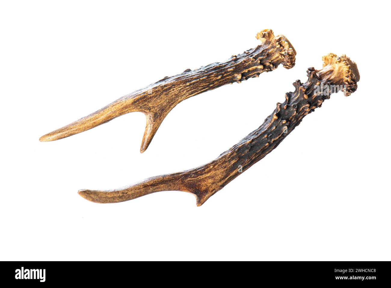 European roe deer (Capreolus capreolus), horns, isolated, Vechta, Lower ...