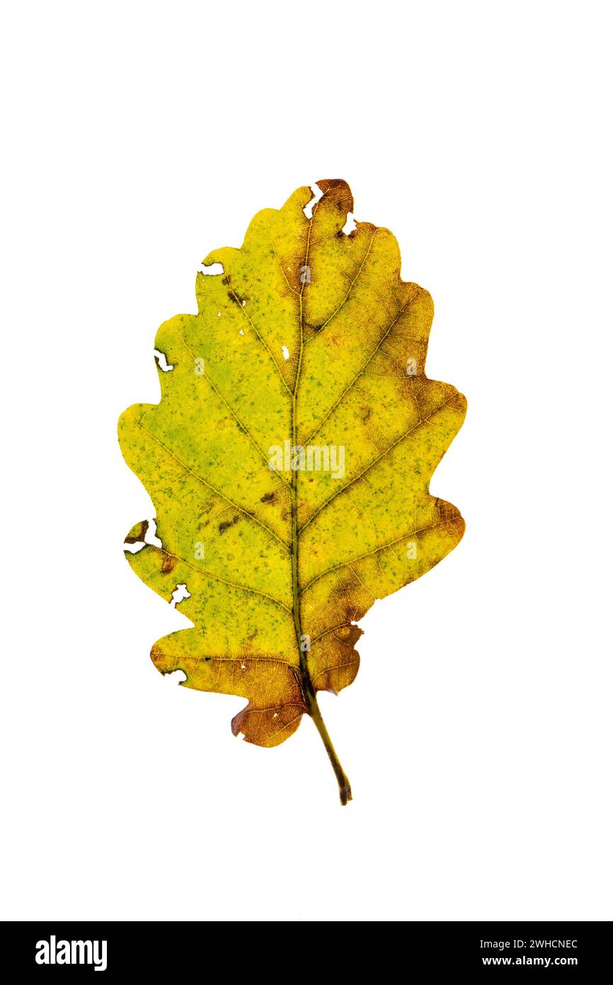 Autumnal leaf of an oak tree (Quercus), autumn, tree, cut-out, Vechta ...