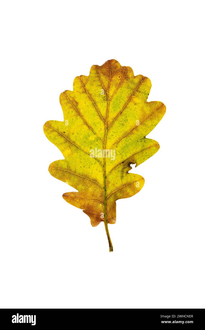 Autumnal leaf of an oak tree (Quercus), autumn, tree, cut-out, Vechta ...