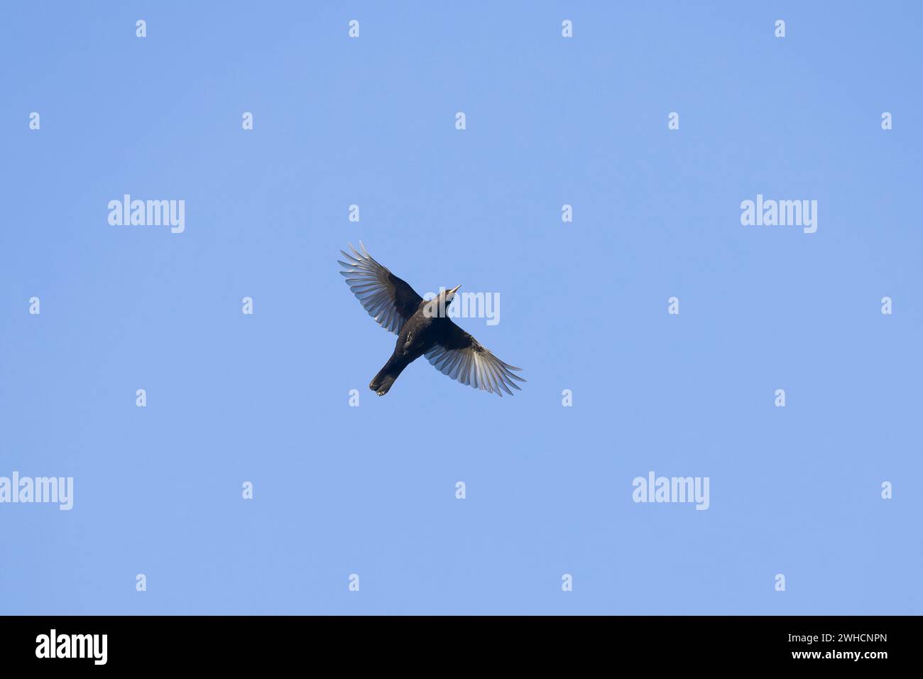Common blackbird Turdus merula, adult male flying, Suffolk, England ...