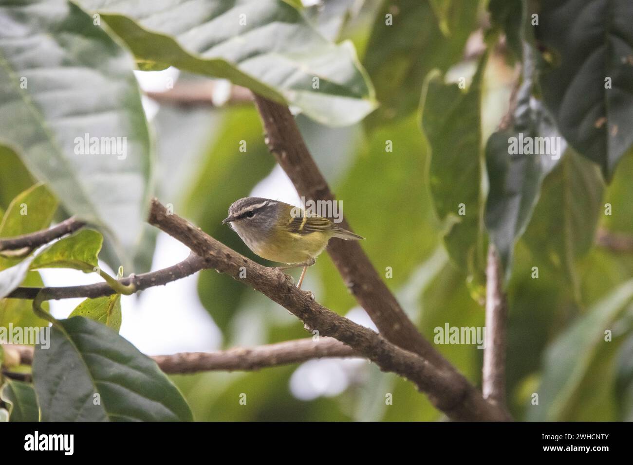 Grey-hooded Warbler, Phylloscopus xanthoschistos, Pangolakha Wildlife ...