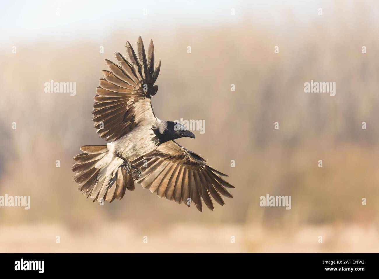 Hooded crow Corvus cornix, adult flying, Hortobagy, Hungary, February ...