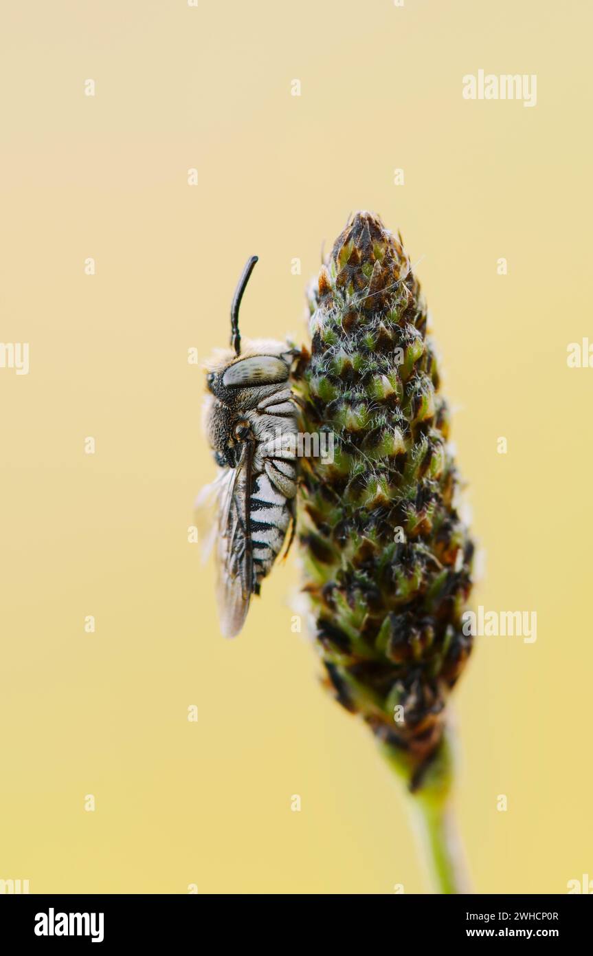 Scaly-haired cone bee (Coelioxys afra), France Stock Photo - Alamy