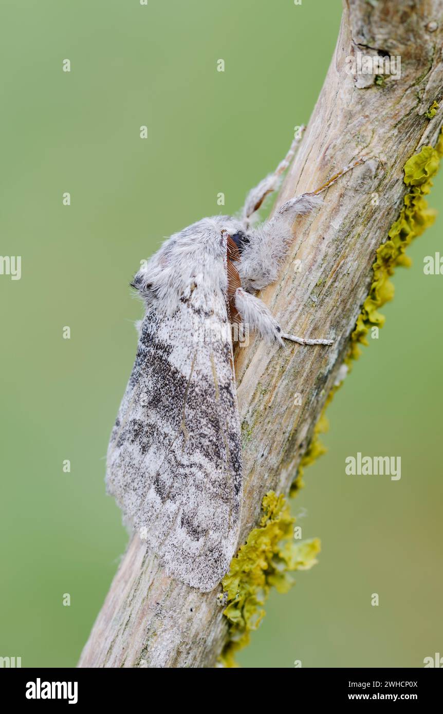 Beech stretched foot calliteara pudibunda hi-res stock photography and ...
