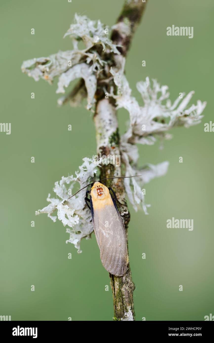 four-spotted footman (Lithosia quadra), male, France Stock Photo - Alamy