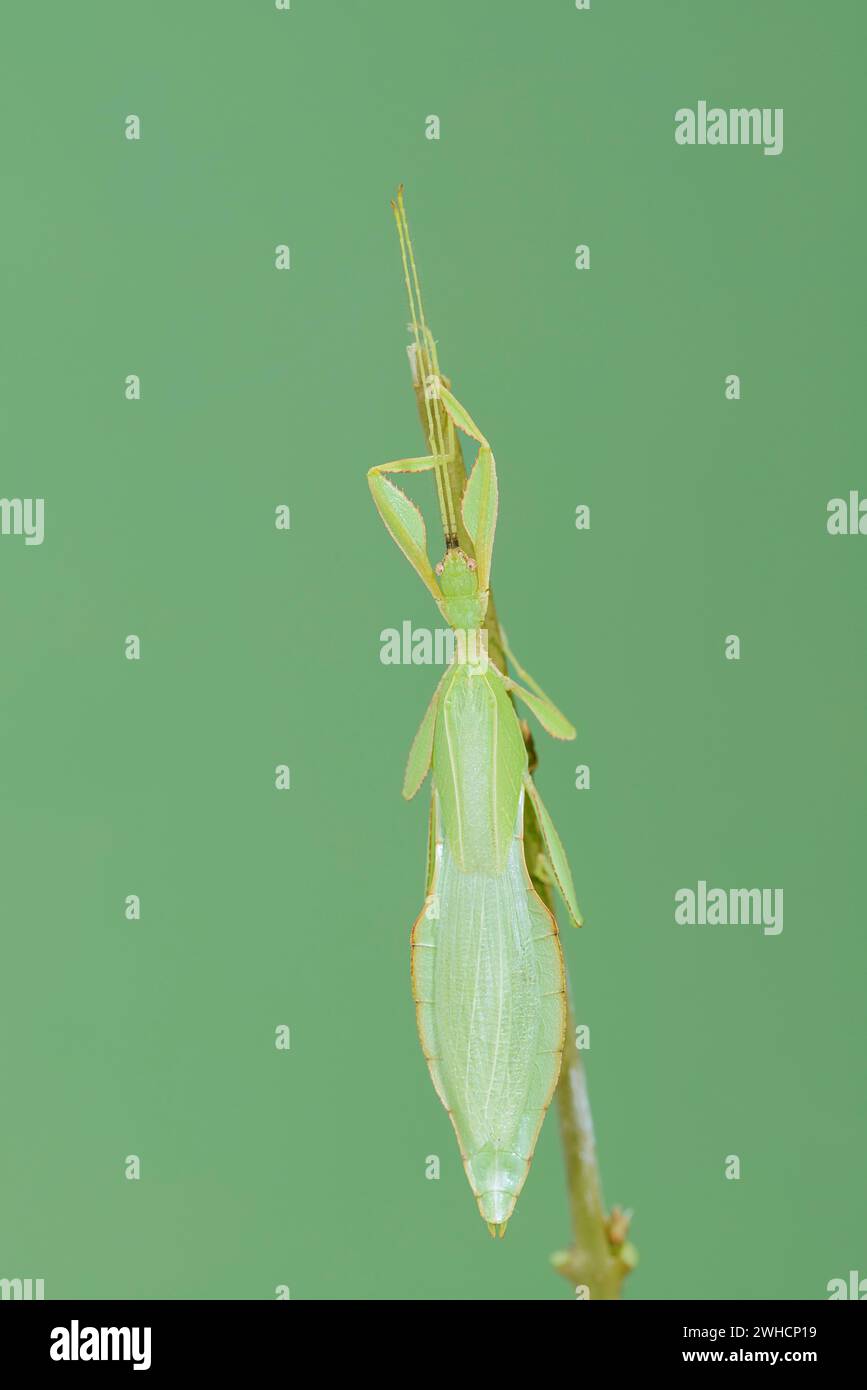 Changing leaf (Phyllium philippinicum), male Stock Photo - Alamy