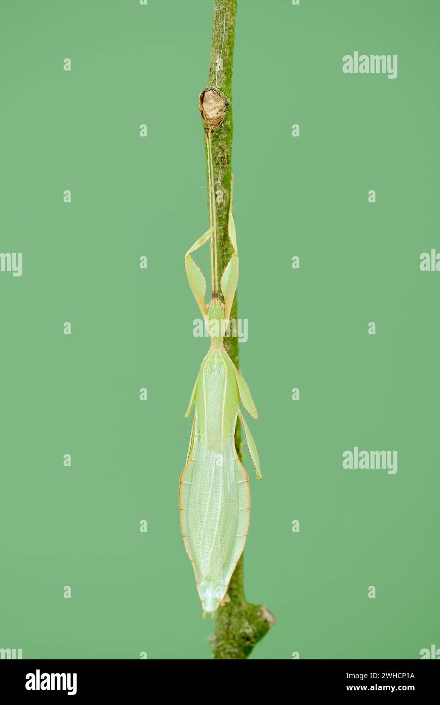 Changing leaf (Phyllium philippinicum), male Stock Photo - Alamy