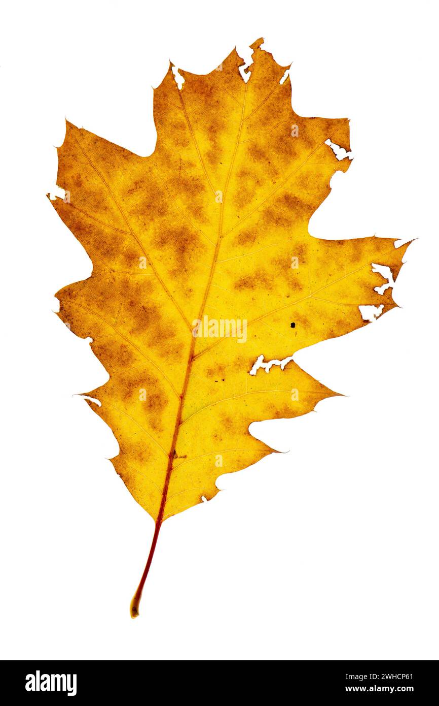 Autumn-coloured leaf of an American white oak (Quercus alba), tree ...