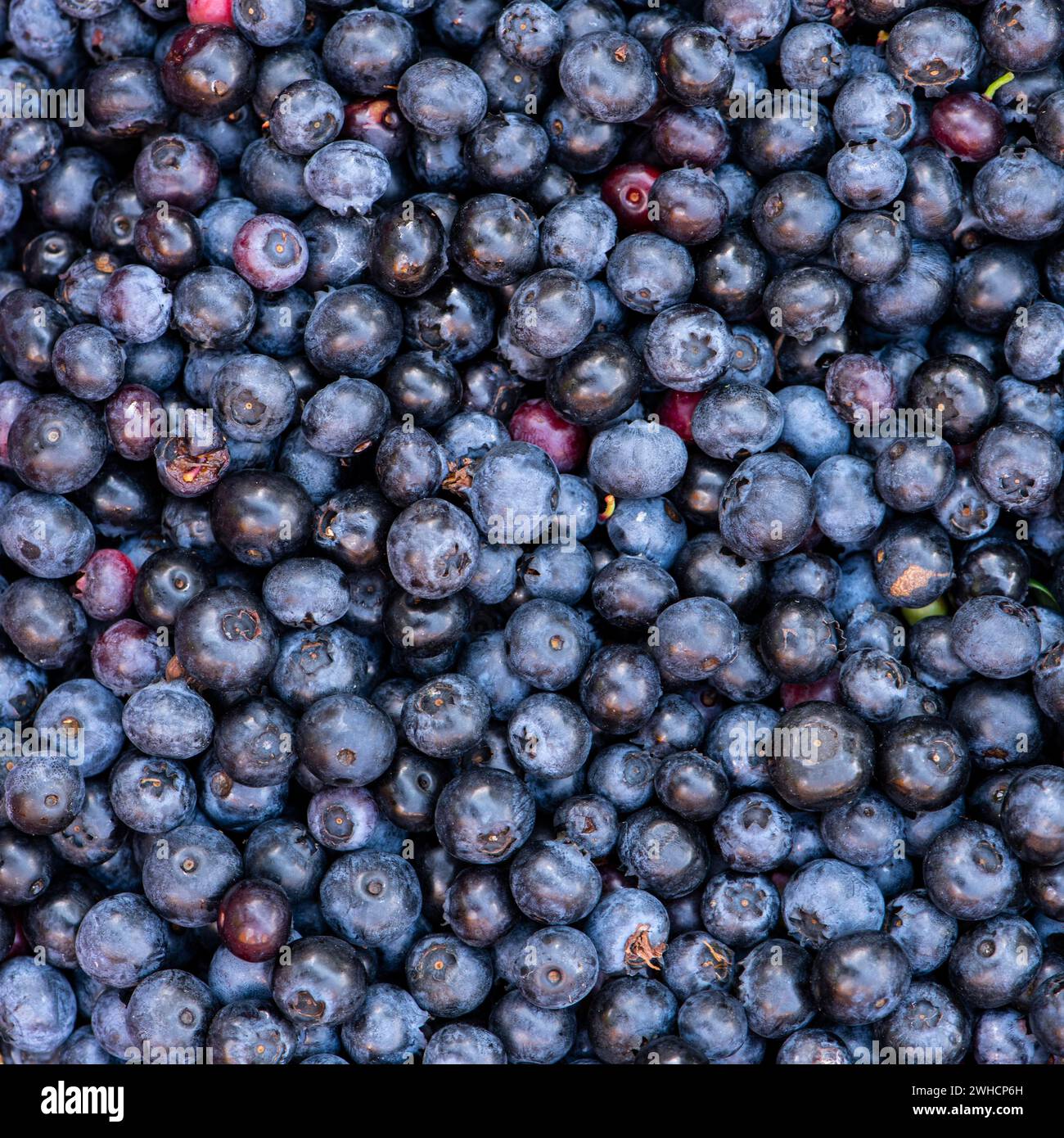 Fruit of the european blueberry (Vaccinium myrtillus), blueberry ...