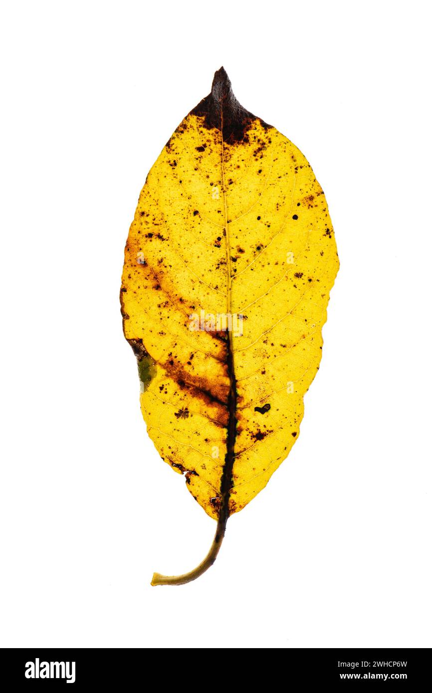 Autumn-coloured leaf of a walnut (Juglans regia), tree, free-standing ...