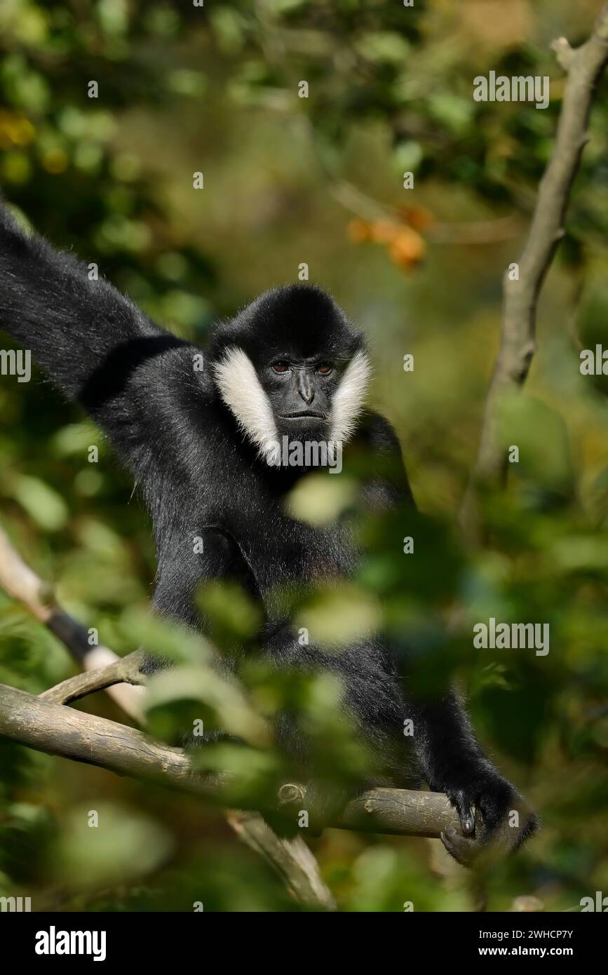 Northern white-cheeked crested gibbon (Nomascus leucogenys), male Stock ...