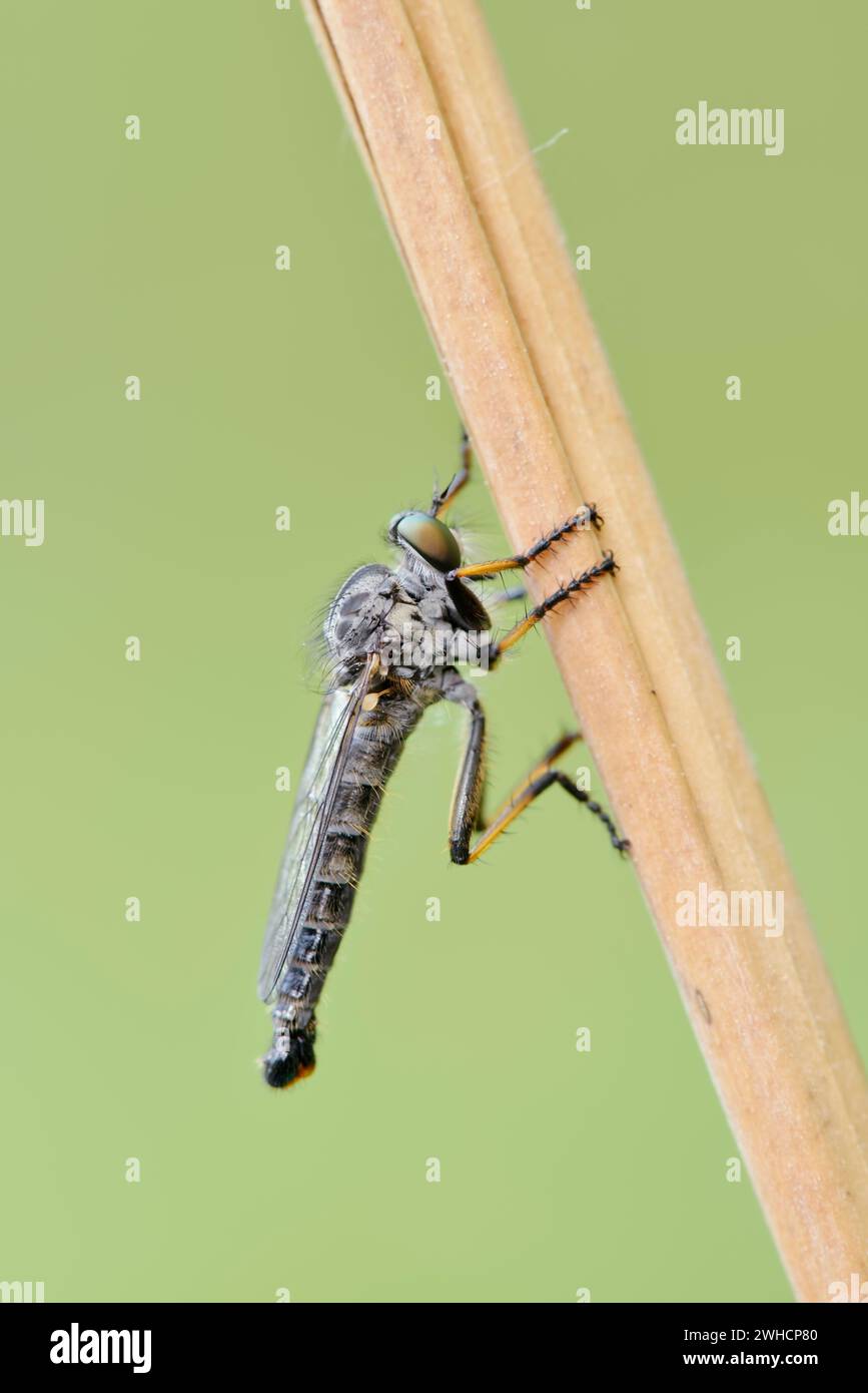 Garden robber fly (Neomochtherus geniculatus), male, North Rhine ...