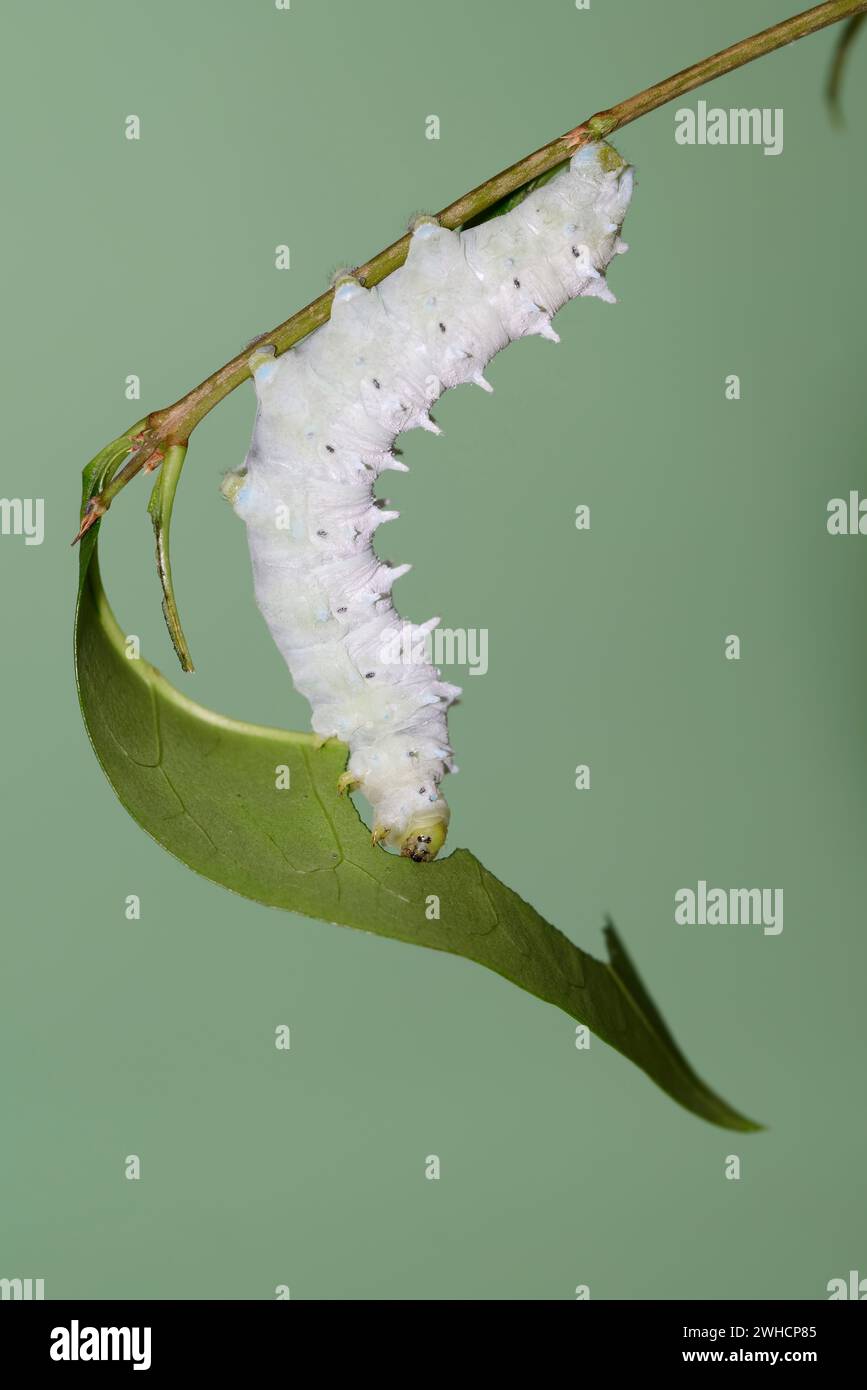 Tree of God moth or Ailanthus moth (Samia cynthia), caterpillar Stock ...