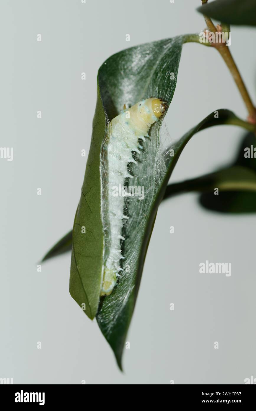 Tree of God spinner or Ailanthus spinner (Samia cynthia), caterpillar ...