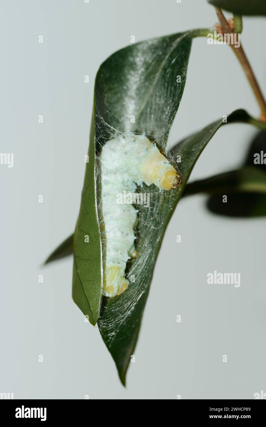 Tree of God spinner or Ailanthus spinner (Samia cynthia), caterpillar ...