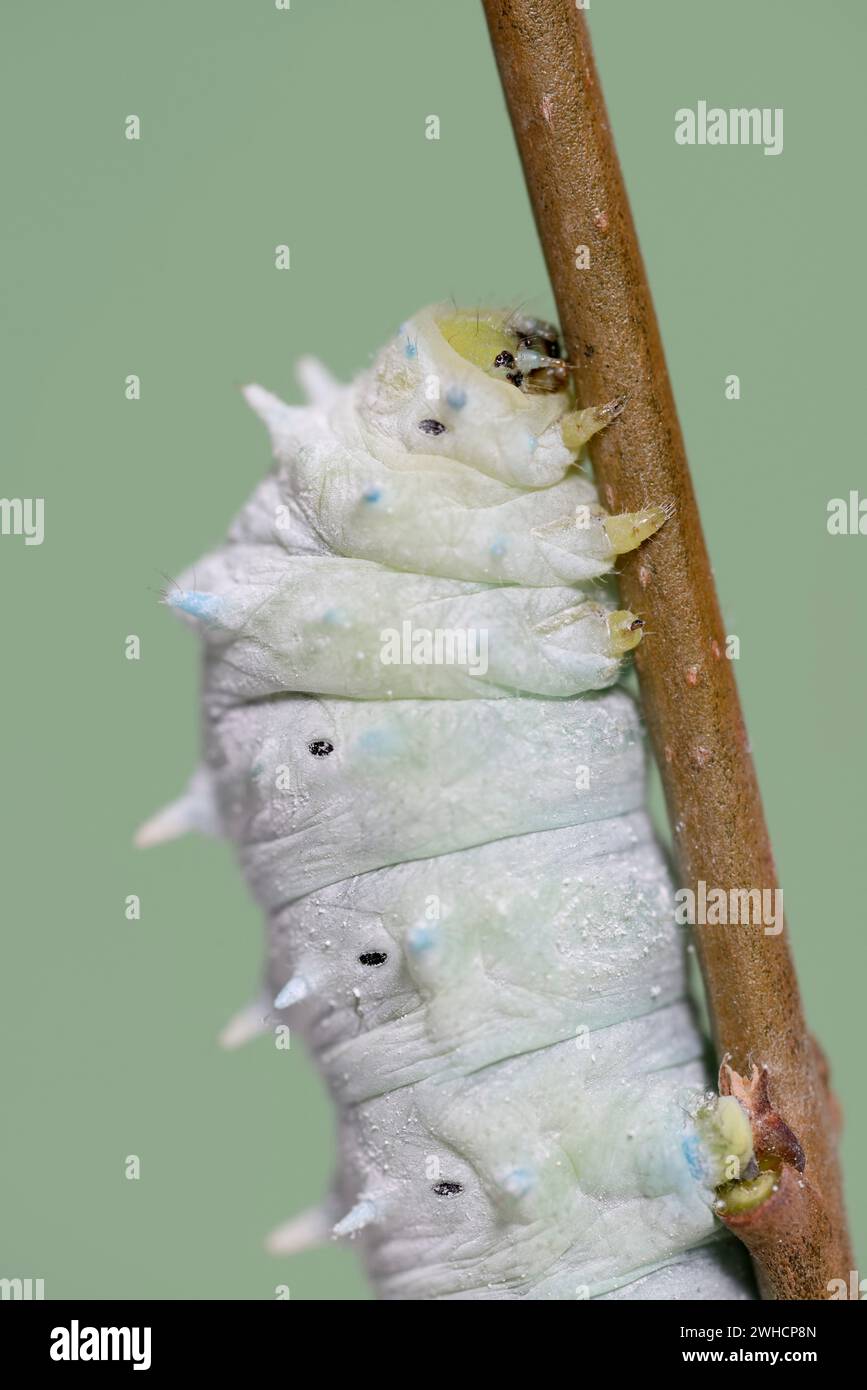 Tree of God moth or Ailanthus moth (Samia cynthia), caterpillar Stock ...
