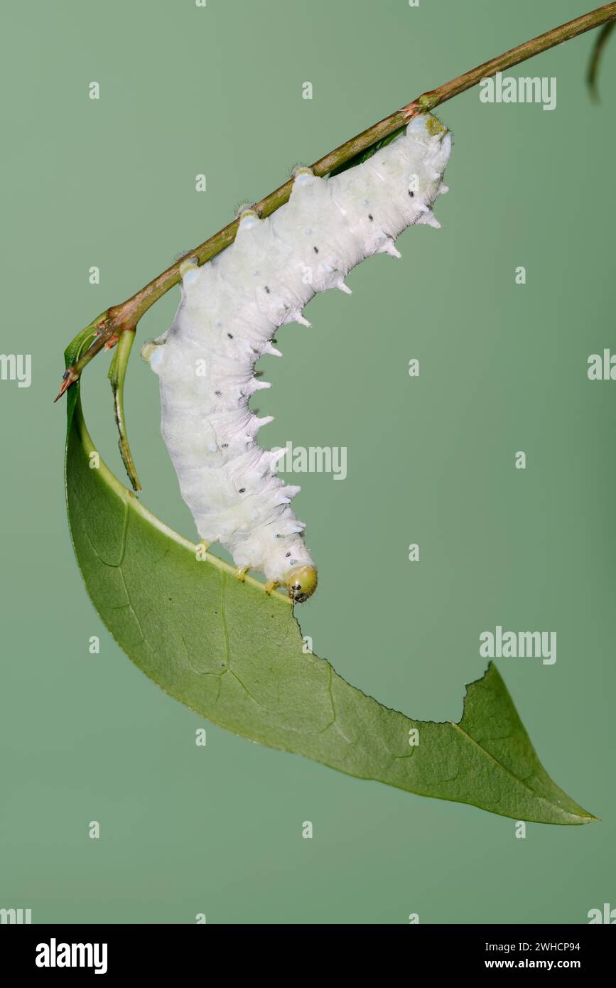 Tree of God moth or Ailanthus moth (Samia cynthia), caterpillar Stock ...