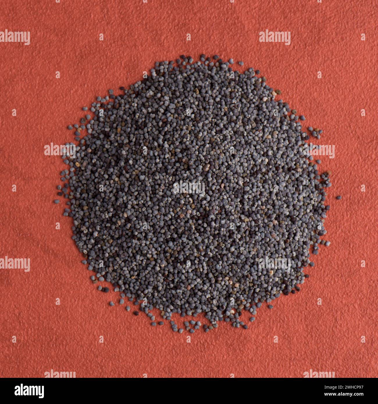 Closeup poppy seed hi-res stock photography and images - Alamy