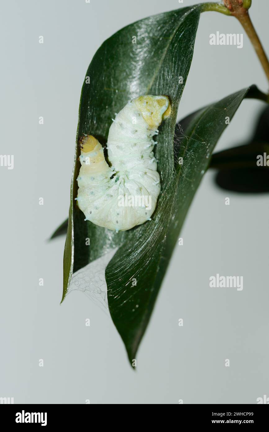 Tree of God spinner or Ailanthus spinner (Samia cynthia), caterpillar ...