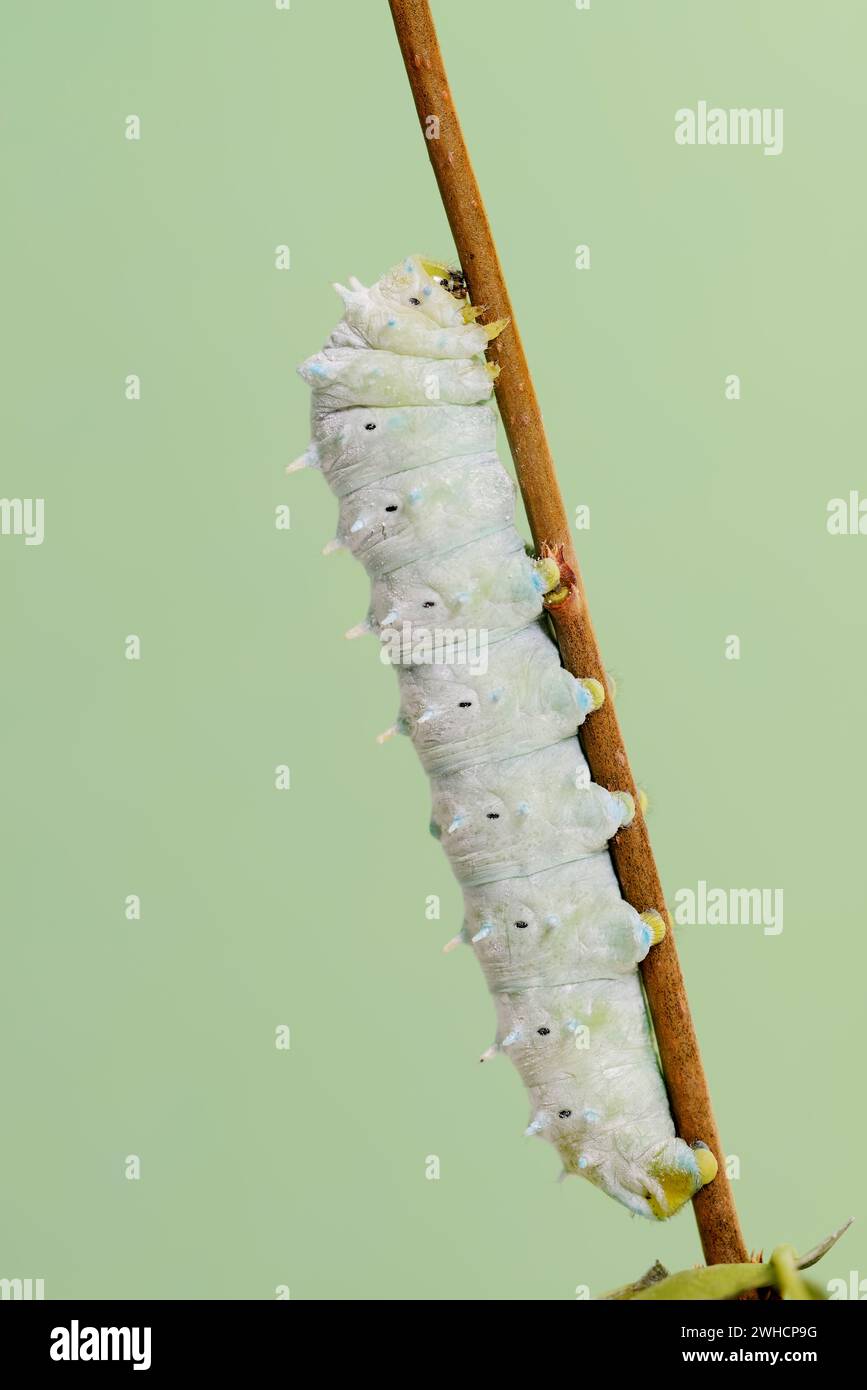 Tree of god moth or ailanthus moth samia cynthia hi-res stock ...