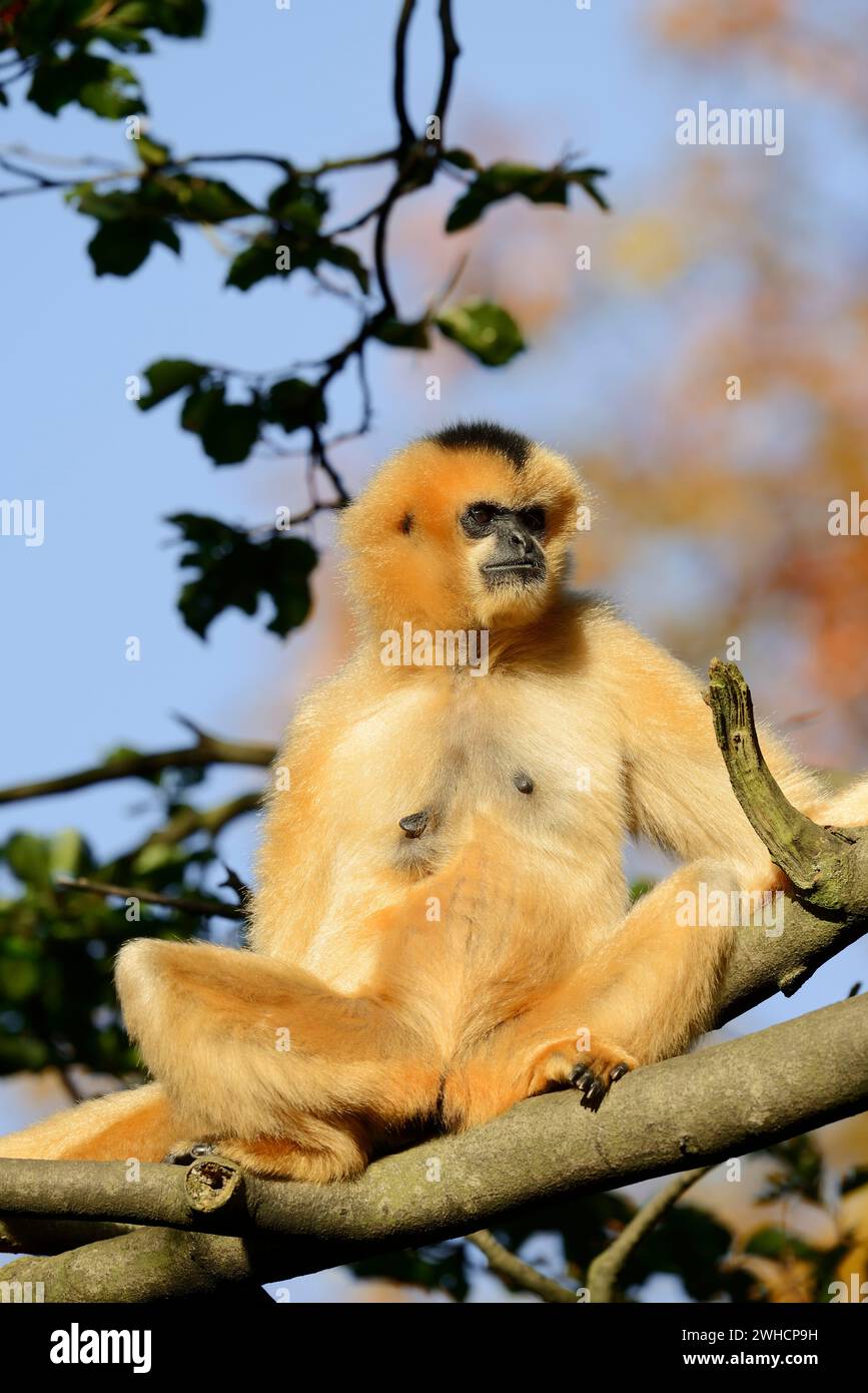 Northern white-cheeked crested gibbon (Nomascus leucogenys), female ...