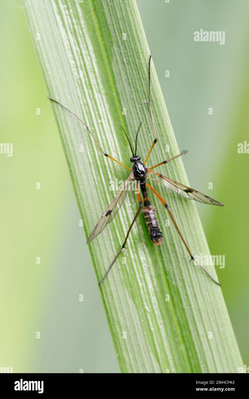 Wrinkle mosquito (Ptychoptera contaminata), male, North Rhine ...