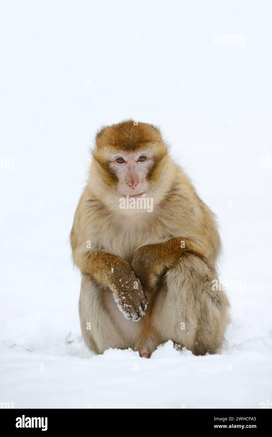 Barbary macaque or magot (Macaca sylvanus) in winter, Morocco Stock ...
