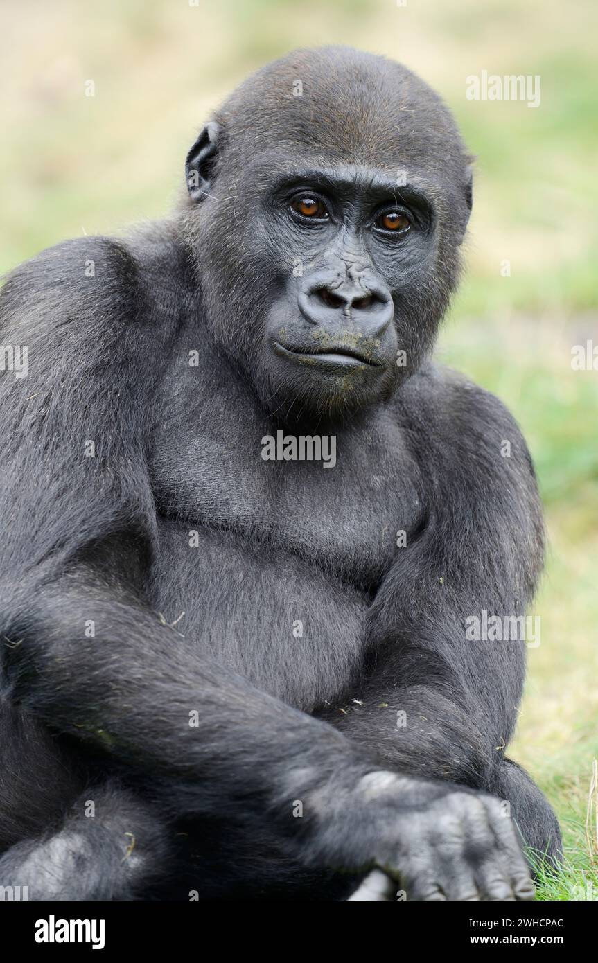 Western lowland gorilla (Gorilla gorilla gorilla), young animal Stock ...