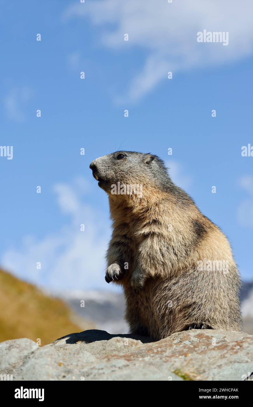 Alpine marmot (Marmota marmota), Hohe Tauern National Park, Austria Stock Photo - Alamy