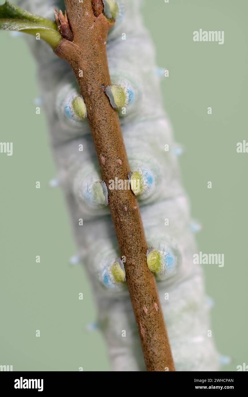 Tree of God moth or Ailanthus moth (Samia cynthia), caterpillar Stock ...