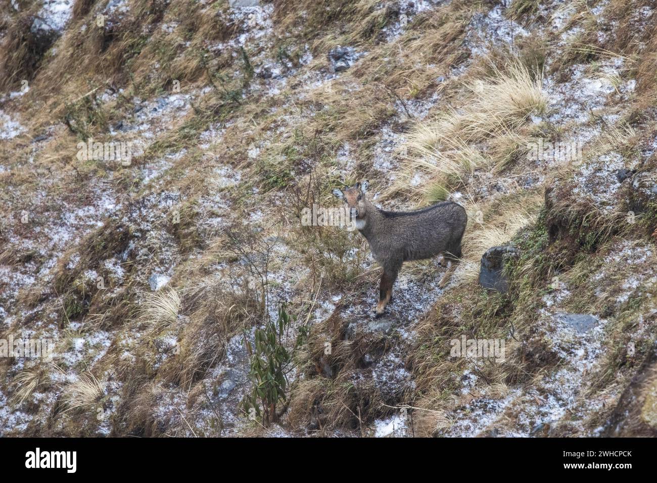 Himalayan brown goral, Nemorhaedus goral, goat herd , wild goat, Zuluk ...
