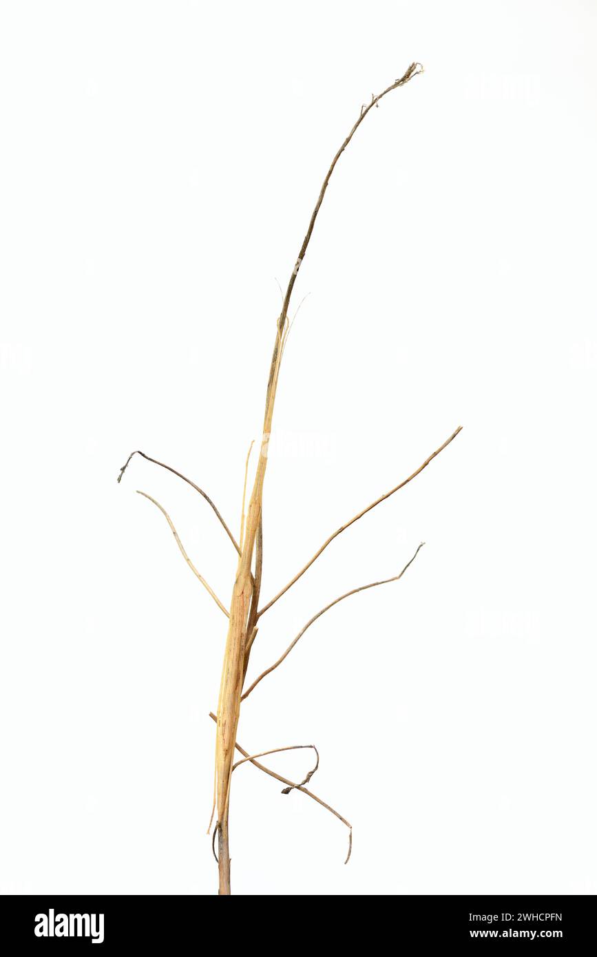 Pink winged stick insect (Sipyloidea sipylus Stock Photo - Alamy
