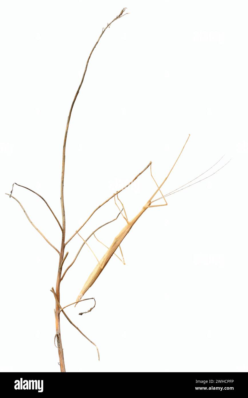 Pink winged stick insect (Sipyloidea sipylus Stock Photo - Alamy