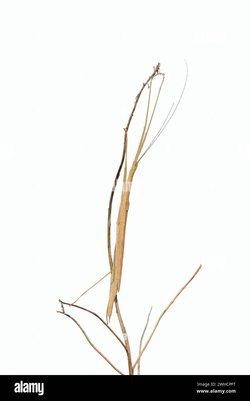 Pink winged stick insect (Sipyloidea sipylus Stock Photo - Alamy