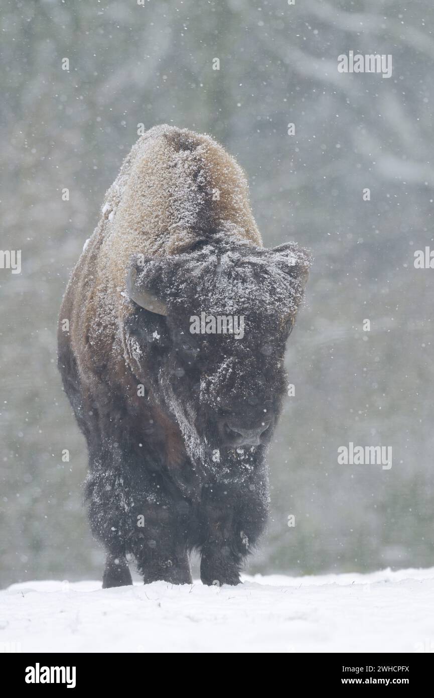 Bull american bison in hi-res stock photography and images - Alamy