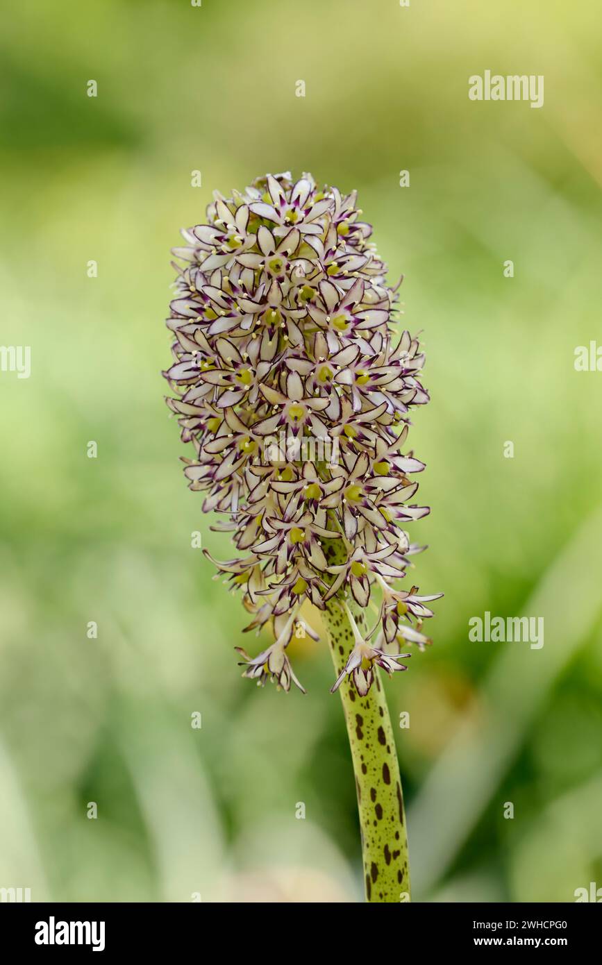 Crested lily (Eucomis comosa), inflorescence, occurrence in Africa ...