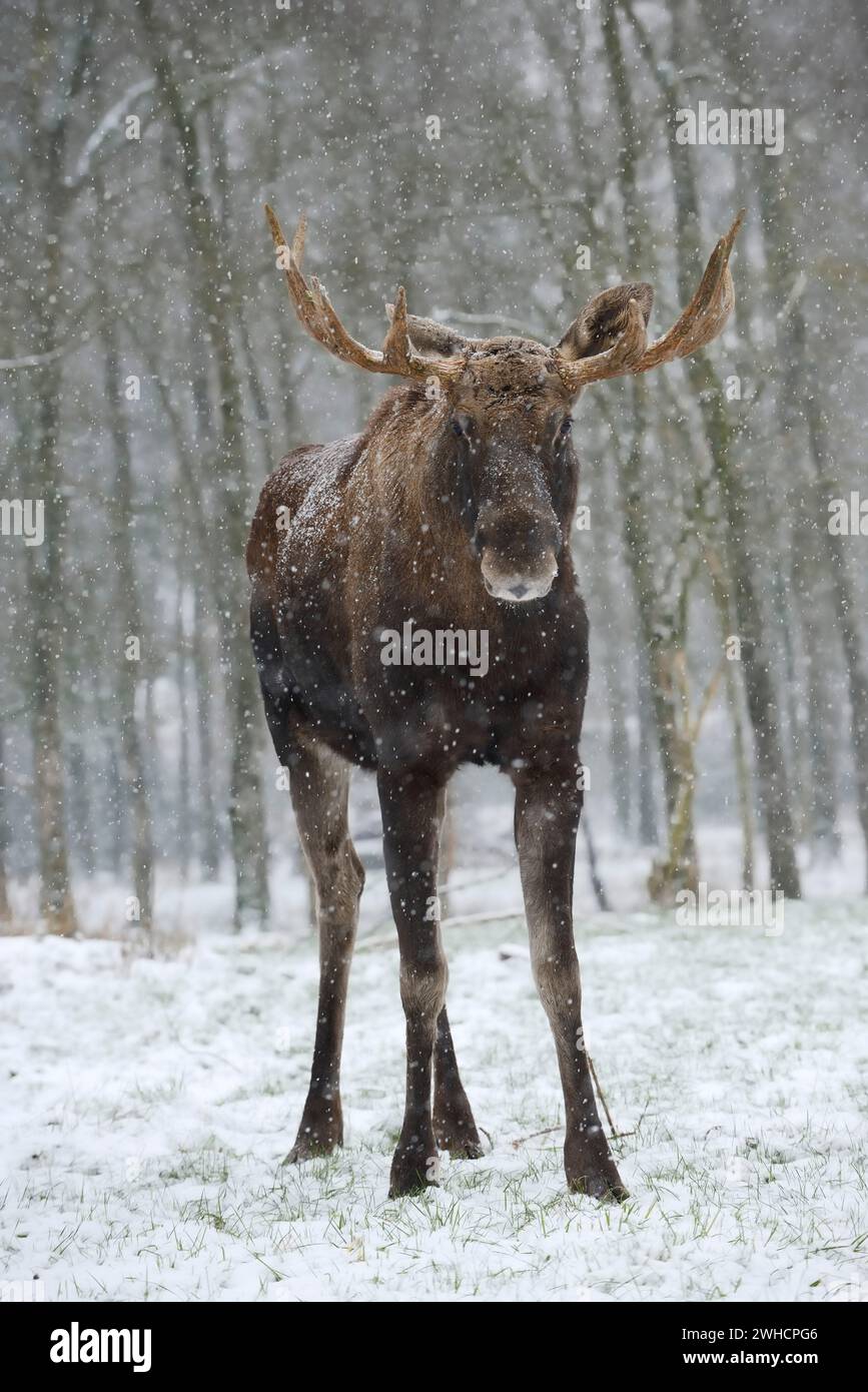 European elk (Alces alces alces), bull elk in winter Stock Photo - Alamy