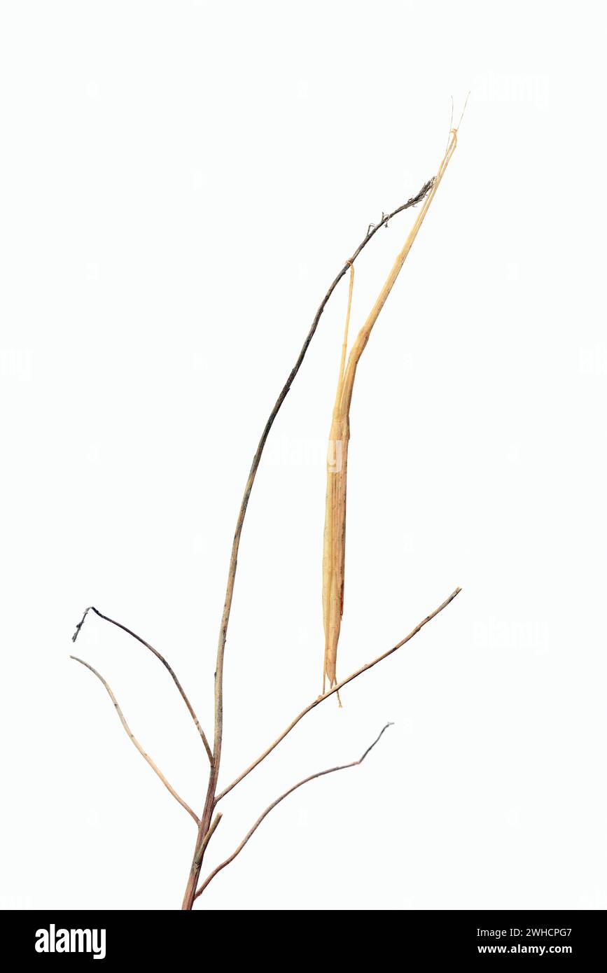 Pink winged stick insect (Sipyloidea sipylus Stock Photo - Alamy
